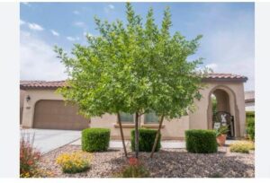 Arizona Ash Tree (Fraxinus velutina): Characteristics, USDA Zones ...