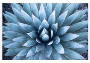 Blue Agave (Agave tequilana): Native Area, Characteristics ...