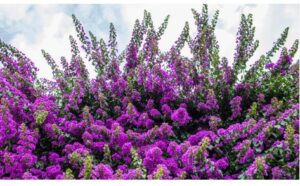 Twilight Crape Myrtle: Native Area, History, Characteristics ...