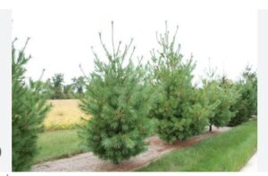 Eastern White Pine (Pinus strobus): Origin, Characteristics ...
