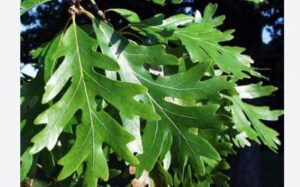 White Oak (Quercus alba): History, Range, Characteristics & Cultivation ...