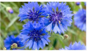 42 Types of Cornflowers (Characteristics & Pictures) - AMERICAN GARDENER