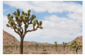 Joshua Tree (Yucca brevifolia): History, Characteristics & Cultivation ...