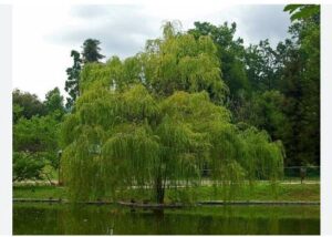 Weeping Willow Tree (Salix babylonica): History, Characteristics, USDA ...