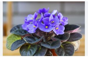 32 Types of African Violet With Pictures - Identification Guide ...