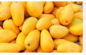Ataulfo (Honey Mango): History, Characteristics & Cultivation - AMERICAN GARDENER