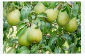 36 Types of Pears With Pictures - Identification Guide - AMERICAN GARDENER