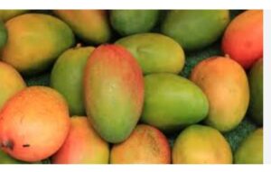 Kent Mangoes: History, Characteristics & Cultivation - AMERICAN GARDENER