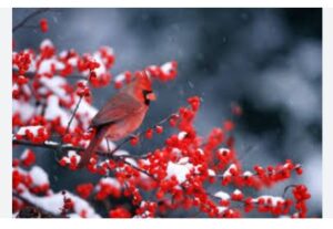 24 Shrubs With Red Berries In Winter -Identification Guide - AMERICAN ...
