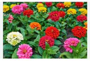 36 Flowers That Bloom In August - Identification Guide - AMERICAN GARDENER