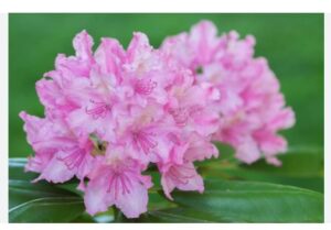 Coast Rhododendron (Rhododendron macrophyllum): History ...