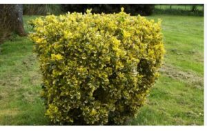 16 Types of Privet Shrub Varieties - Identification Guide - AMERICAN ...