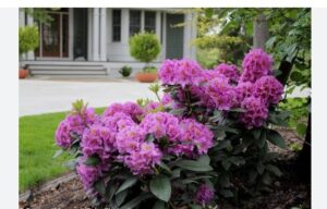 100 Most Popular Shrubs For Landscaping - AMERICAN GARDENER