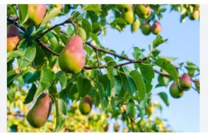 36 Types of Pears With Pictures – Identification Guide - AMERICAN GARDENER