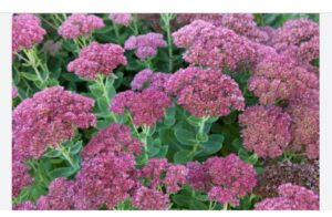 45 Types of Sedum Succulent Plants - Identification Guide - AMERICAN ...