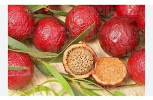 Quandong (Desert Peach): Native Area, Characteristics, Benefits ...