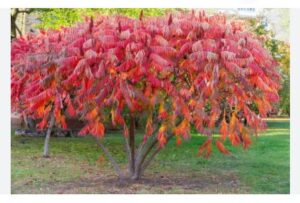 24 Shrubs With Red Leaves - Identification Guide - AMERICAN GARDENER