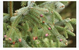 Sitka Spruce (Picea sitchensis): History, Range, Characteristics ...