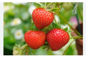 36 Types of Strawberries – Identification Guide - AMERICAN GARDENER