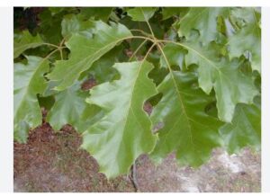 Black Oak (Quercus velutina): History, Range, Characteristics ...