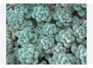 45 Types of Sedum Succulent Plants - Identification Guide - AMERICAN ...