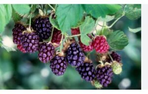 Boysenberry: History, Characteristics & Cultivation - AMERICAN GARDENER