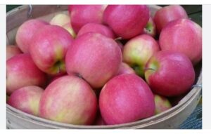 Pink Lady Apples: History, Characteristics & Cultivation - AMERICAN ...