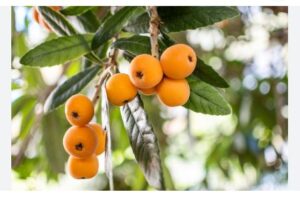 25 Types of Loquats - Identification Guide - AMERICAN GARDENER