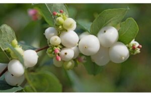 16 Shrubs With White Berries - Identification Guide - AMERICAN GARDENER