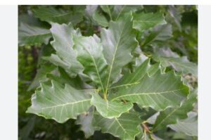 Swamp White Oak (Quercus bicolor): History, Characteristics ...