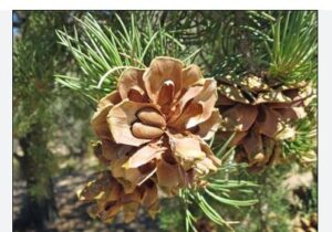 Single-Leaf Piñon (Pinus monophylla): Range, Characteristics ...