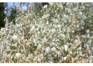 Saltbush: Native Area, Cultivation & Landscape Uses - AMERICAN GARDENER