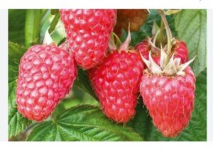 24 Different Types of Raspberry Varieties - Identification Guide ...