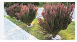15 Types of Barberry Shrubs - Identification Guide - AMERICAN GARDENER