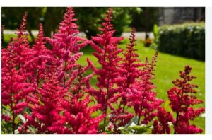 40 Deer-Resistant Plants For Landscaping - Identification Guide ...