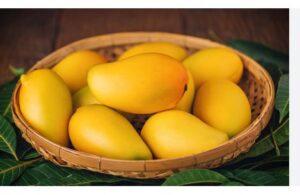 Alphonso Mangoes: History, Characteristics & Cultivation - AMERICAN ...