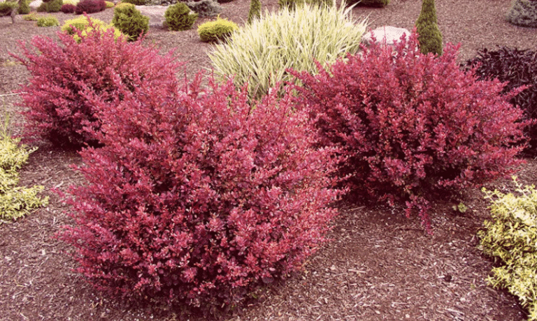 24 Types of Barberry Shrubs & How To Identify Them