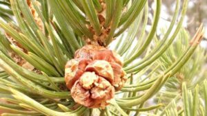 Piñon Pine (Pinus edulis): History, Characteristics & Cultivation - AMERICAN GARDENER