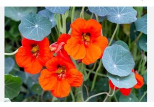 Nasturtium Flower: Range, Characteristics & Cultivation - AMERICAN GARDENER