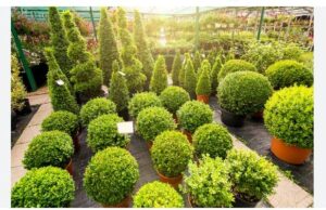 24 Types of Boxwood Shrubs (Buxus)- Identification Guide - AMERICAN ...