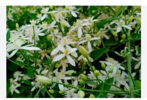 24 Flowers That Smell Good At Night - Identification Guide - AMERICAN ...