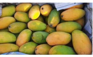 Dasheri Mangoes: History, Characteristics & Cultivation - AMERICAN GARDENER