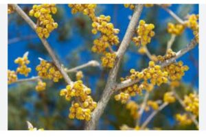 Vernal Witch Hazel (Hamamelis vernalis): History, Characteristics ...