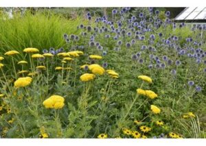 36 Cold Tolerant Perennial Flowers That Survive Winter - AMERICAN GARDENER