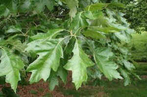 Cherrybark Oak (Quercus pagoda): History, Range, Characteristics ...