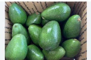 Zutano Avocados: Origin, Characteristics, Availability & Cultivation ...