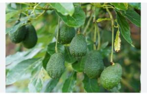 Lamb Hass Avocado: Origin, Characteristics, Availability & Cultivation ...