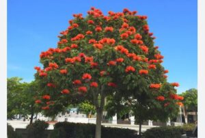 48 Trees With Orange Flowers – Identification Guide - AMERICAN GARDENER