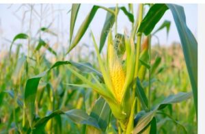 24 Types of Corn (Origin, Characteristics & Use) - Identification Guide ...