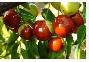 24 Types of Jujube (Ziziphus jujuba) – Identification Guide - AMERICAN ...